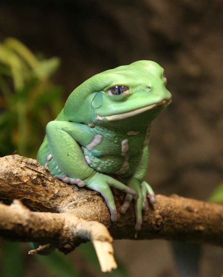 50 Frog Facts About These Little Leaping Creatures - Facts.net