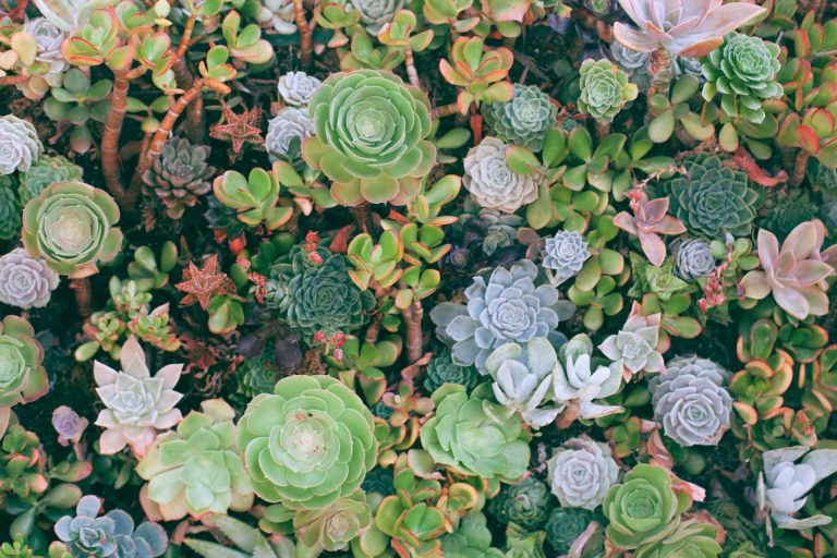 Best Types of Succulents To Perk Up Your Home or Workspace - Facts.net