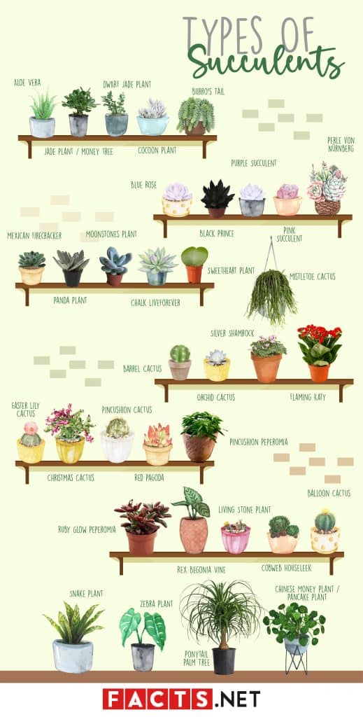 Best Types of Succulents To Perk Up Your Home or Workspace - Facts.net
