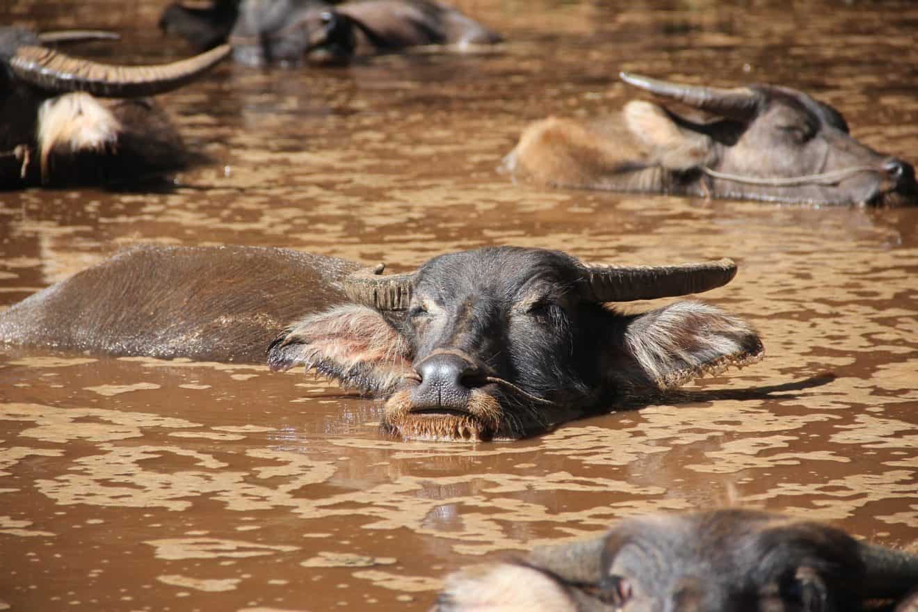 40 Water Buffalo Facts: Living Tractors Of The East - Facts.net