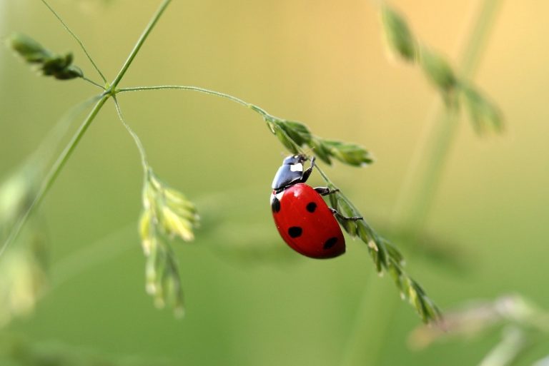 30 Surprising Ladybug Facts You Probably Didn't Know - Facts.net