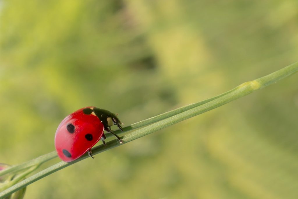 30 Surprising Ladybug Facts You Probably Didn't Know - Facts.net
