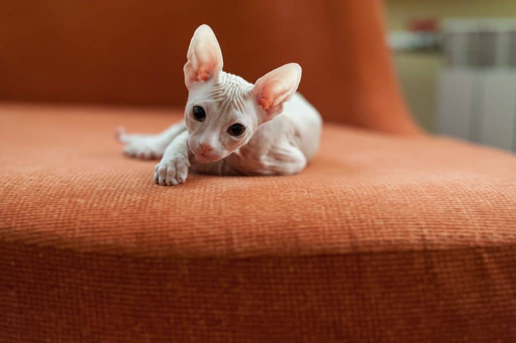 30 Fun Sphynx Cat Facts To Make You Purr - Facts.net