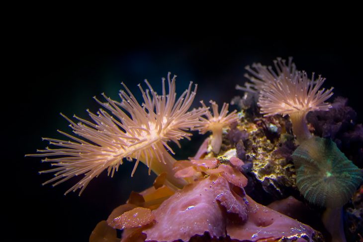 40 Shocking Sea Anemone Facts About the Flowers of the Sea - Facts.net