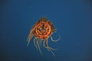 Identify The Types of Jellyfish That May Or May Not Sting You - Facts.net