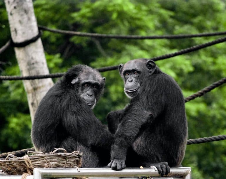 20 Most Intelligent Animals You Never Expected - Facts.net