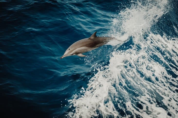 20 Most Intelligent Animals You Never Expected - Facts.net