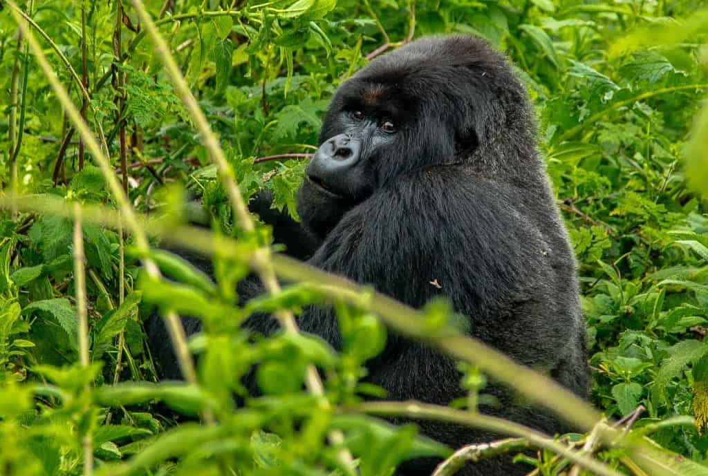 20 Most Intelligent Animals You Never Expected - Facts.net