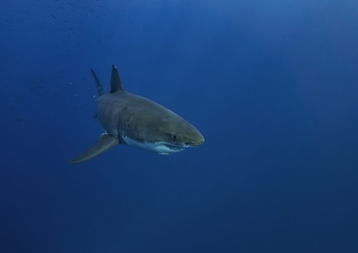 20 Most Intelligent Animals You Never Expected - Facts.net