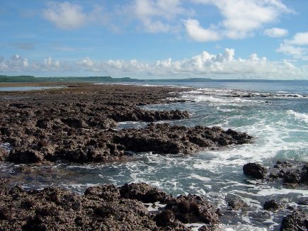 Dive Deep Into 50 Amazing Coral Reef Facts - Facts.net