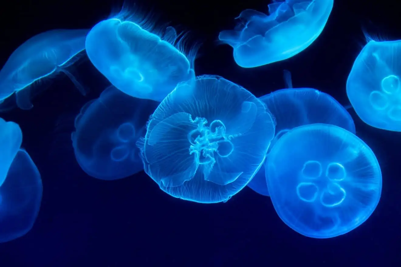 Identify The Types of Jellyfish That May Or May Not Sting You - Facts.net