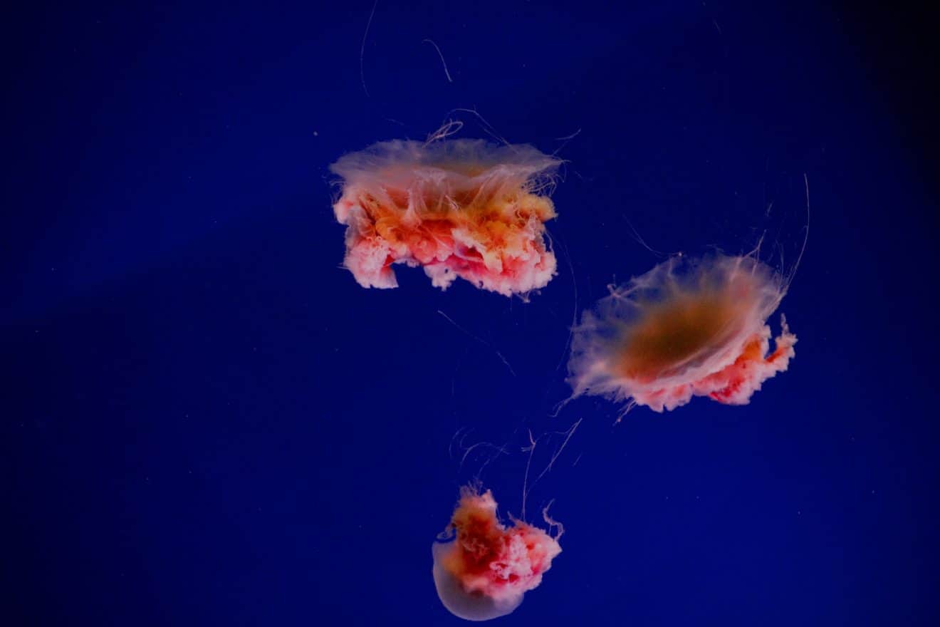 Identify The Types of Jellyfish That May Or May Not Sting You - Facts.net
