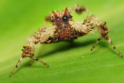 20 Most Intelligent Animals You Never Expected - Facts.net