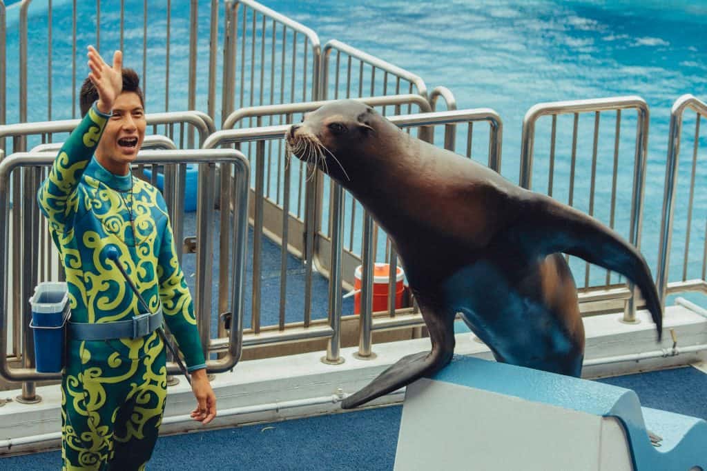 20 Most Intelligent Animals You Never Expected - Facts.net