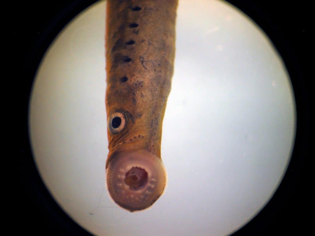 50 Scary Lamprey Facts About Vampires Of The Sea - Facts.net