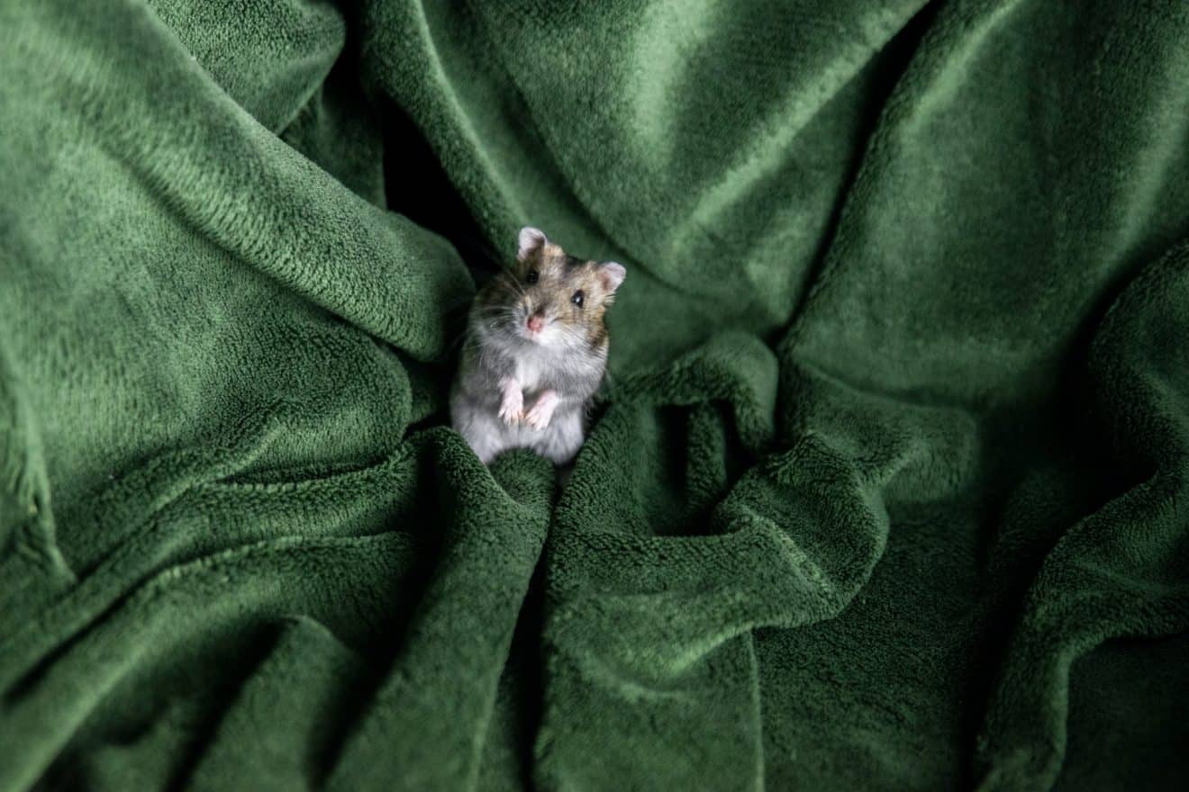 50 Unique Hamster Facts That Are Just So Adorable - Facts.net