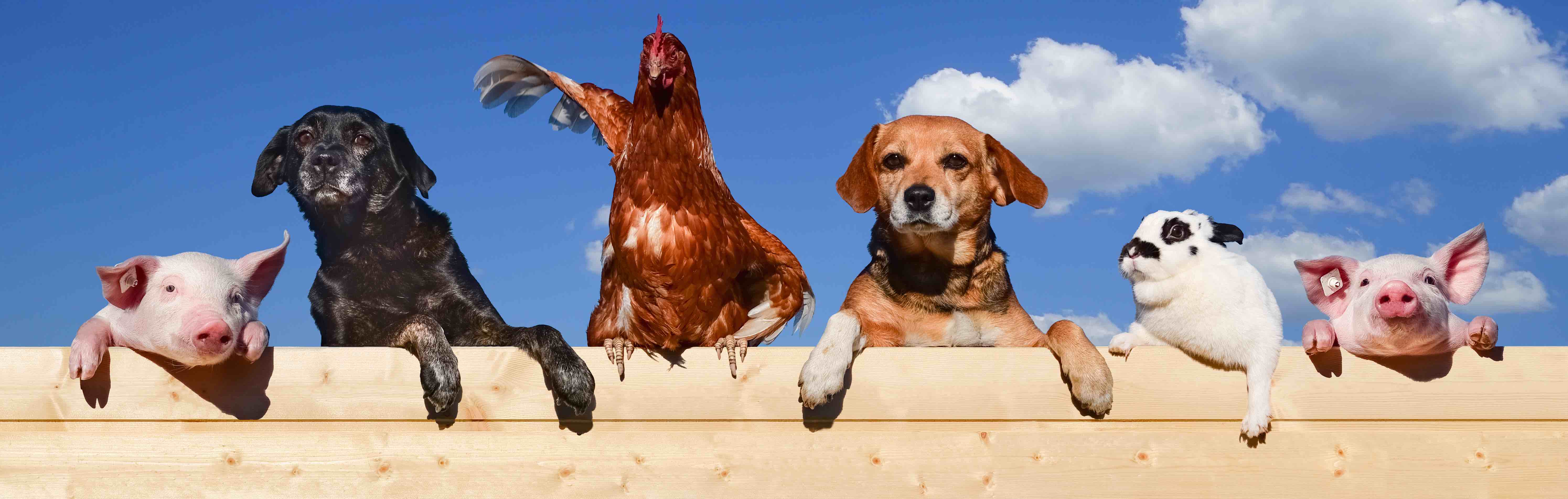 Are Dogs Intelligent Animals