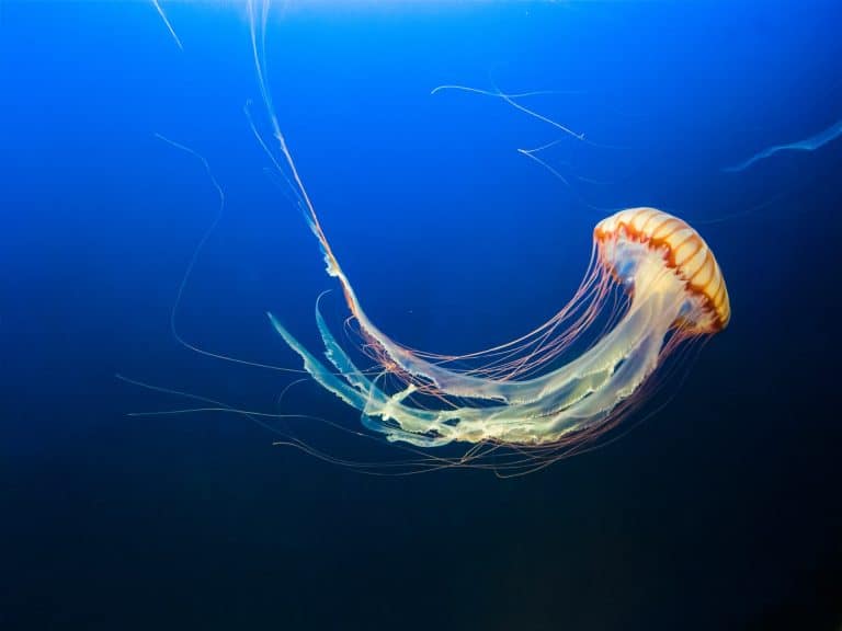 40 Jellyfish Facts: One Of The Sea's Oldest Creatures - Facts.net