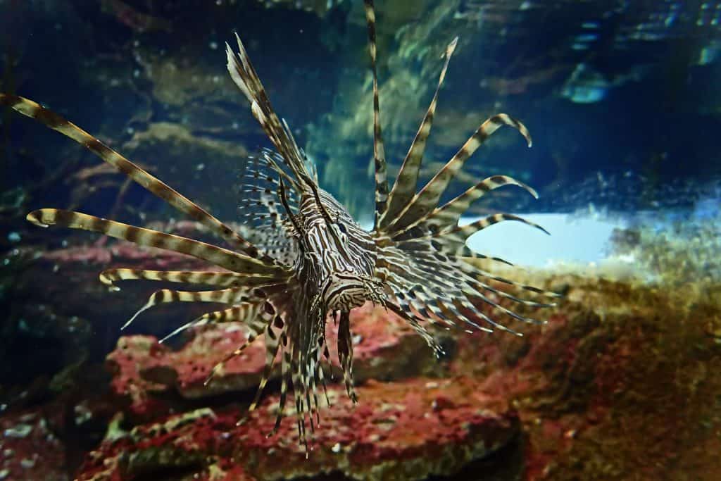 30 Spectacular Lionfish Facts That Will Surely Stun You - Facts.net