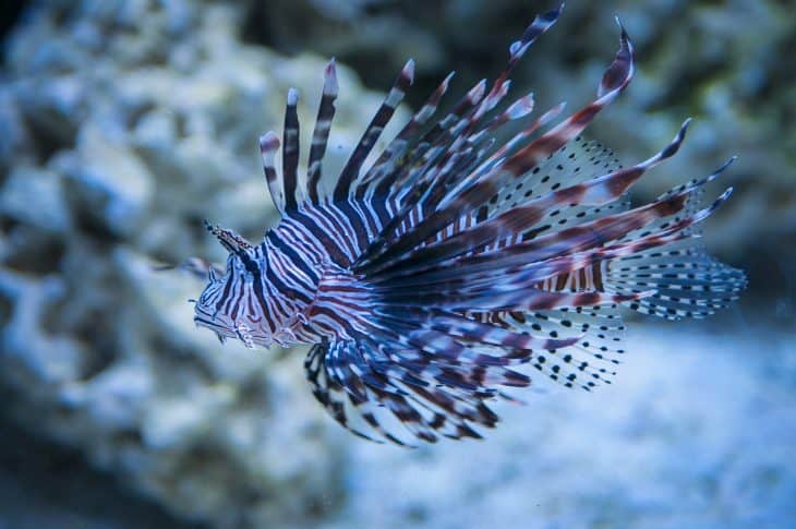 30 Spectacular Lionfish Facts That Will Surely Stun You - Facts.net