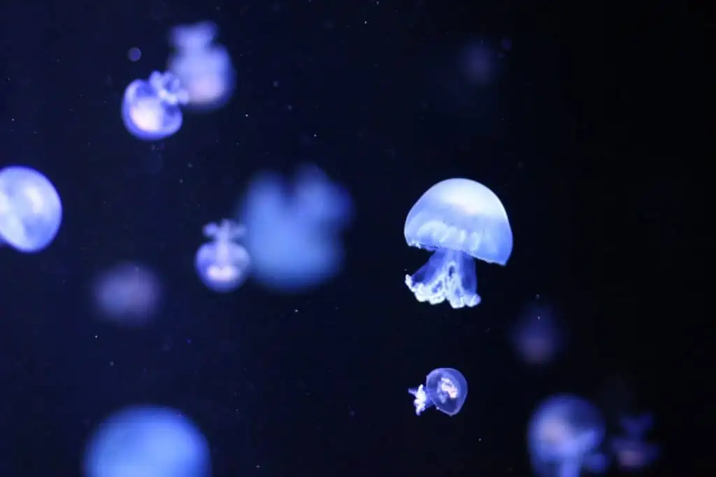 40 Jellyfish Facts: One Of The Sea's Oldest Creatures - Facts.net