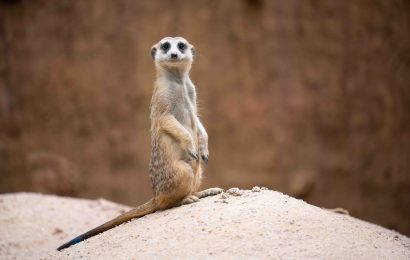30 Meerkat Facts About The Cute Mongoose 