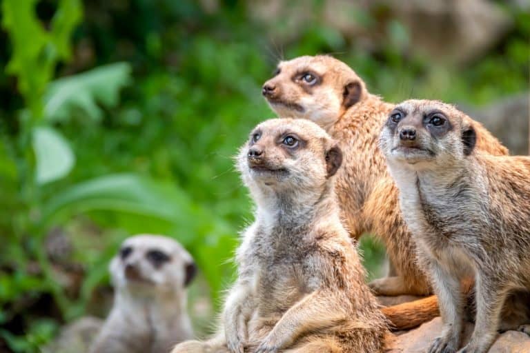 30 Meerkat Facts About The Cute Mongoose - Facts.net