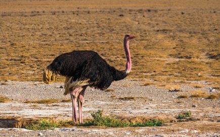 40 Ostrich Facts About The World's Largest Bird - Facts.net
