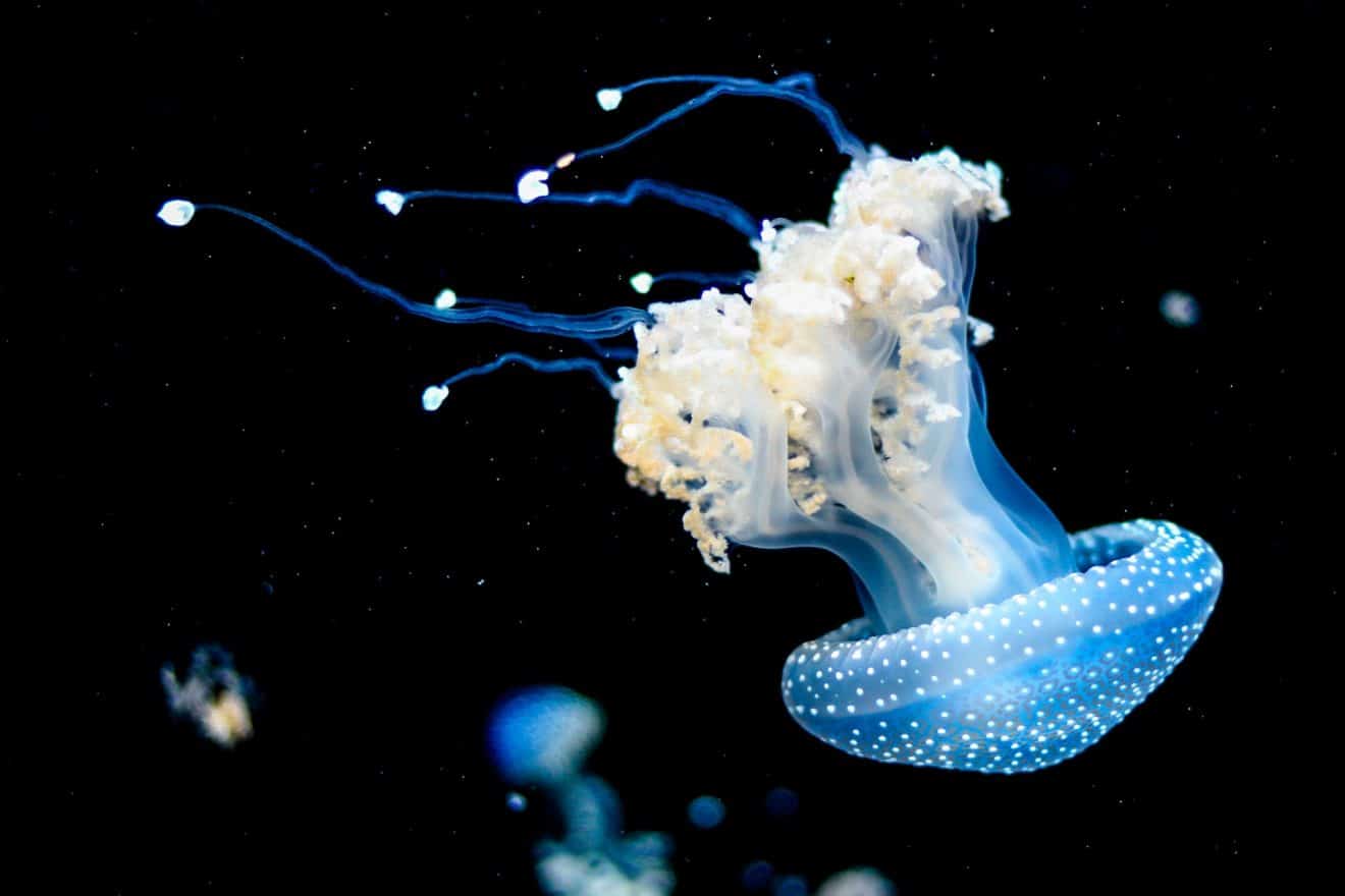 40 Jellyfish Facts: One Of The Sea's Oldest Creatures - Facts.net