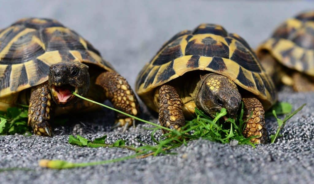 40 Turtle Facts You Have To Know Now - Facts.net