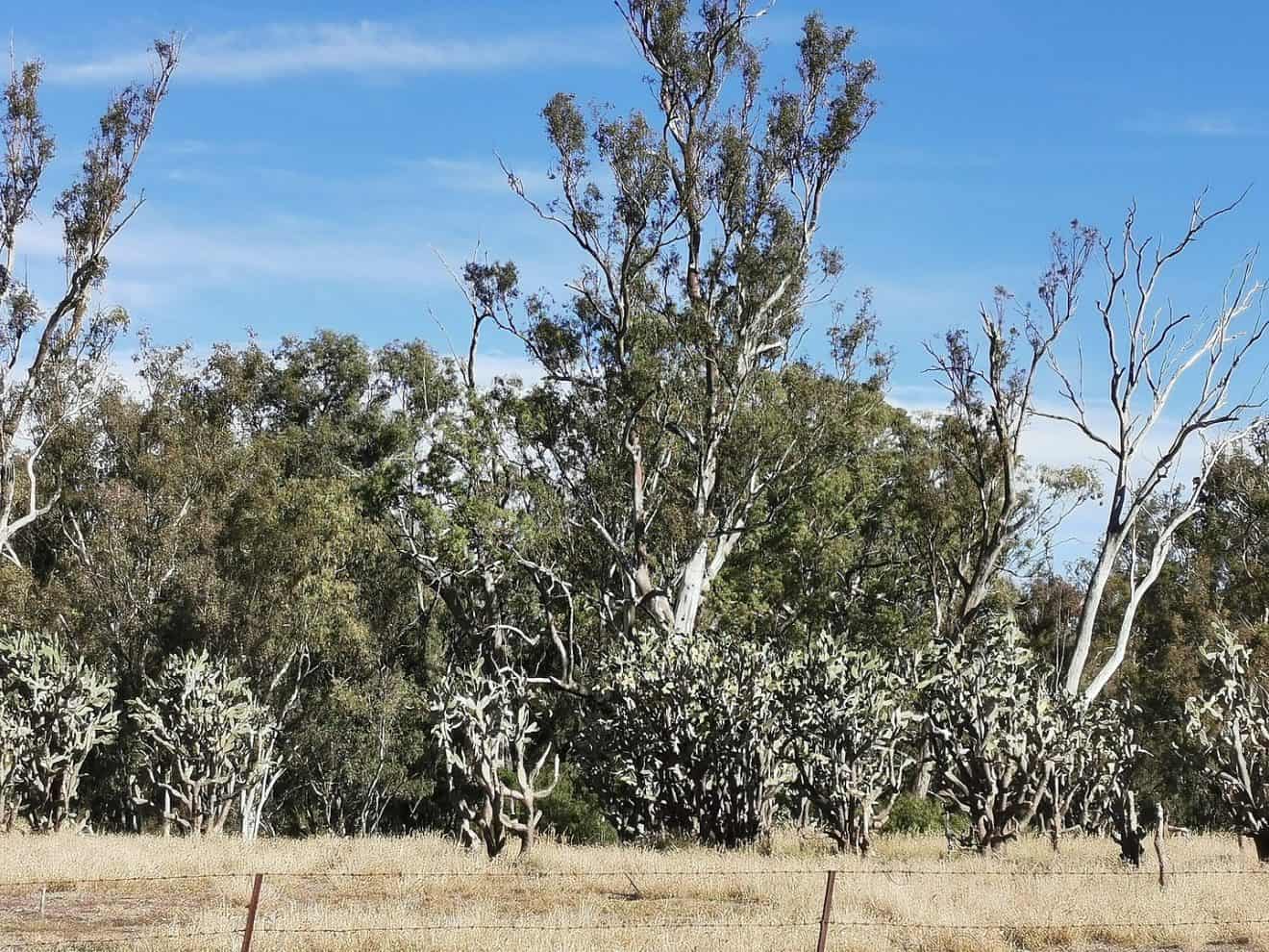 40 Emu Facts About Australia's Favorite Bird - Facts.net