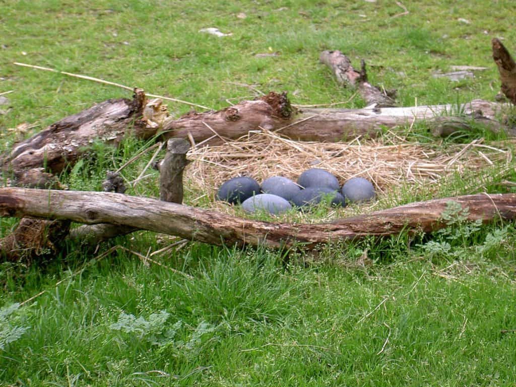 40 Emu Facts About Australia's Favorite Bird - Facts.net