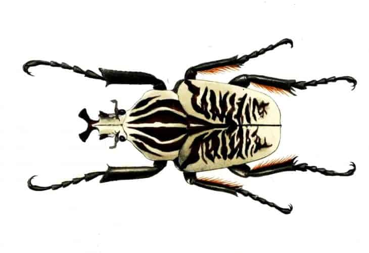 40 Goliath Beetle Facts: World's Heaviest Insect - Facts.net
