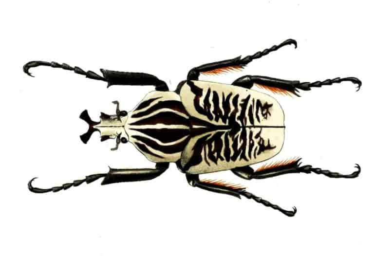 40 Goliath Beetle Facts: World's Heaviest Insect - Facts.net