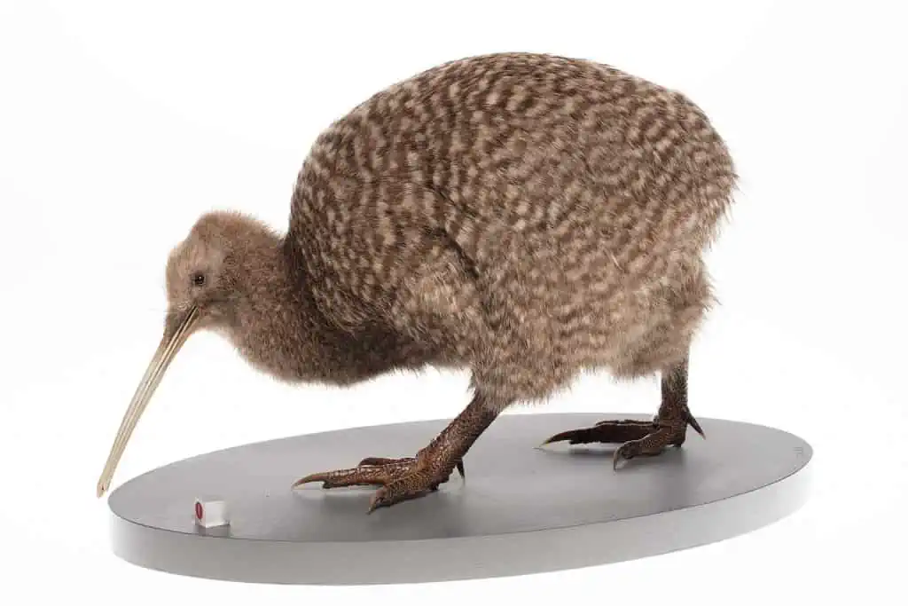 40 Kiwi Bird Facts: New Zealand's Most Iconic Animal - Facts.net