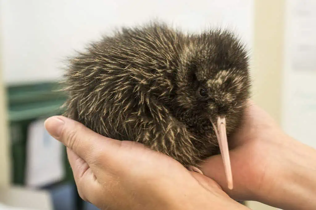 40 Kiwi Bird Facts: New Zealand's Most Iconic Animal - Facts.net
