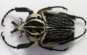 40 Goliath Beetle Facts: World's Heaviest Insect - Facts.net