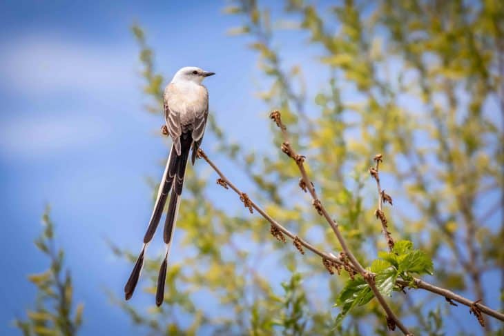 50 Oklahoma Facts About The Natural Beauty Of This State - Facts.net