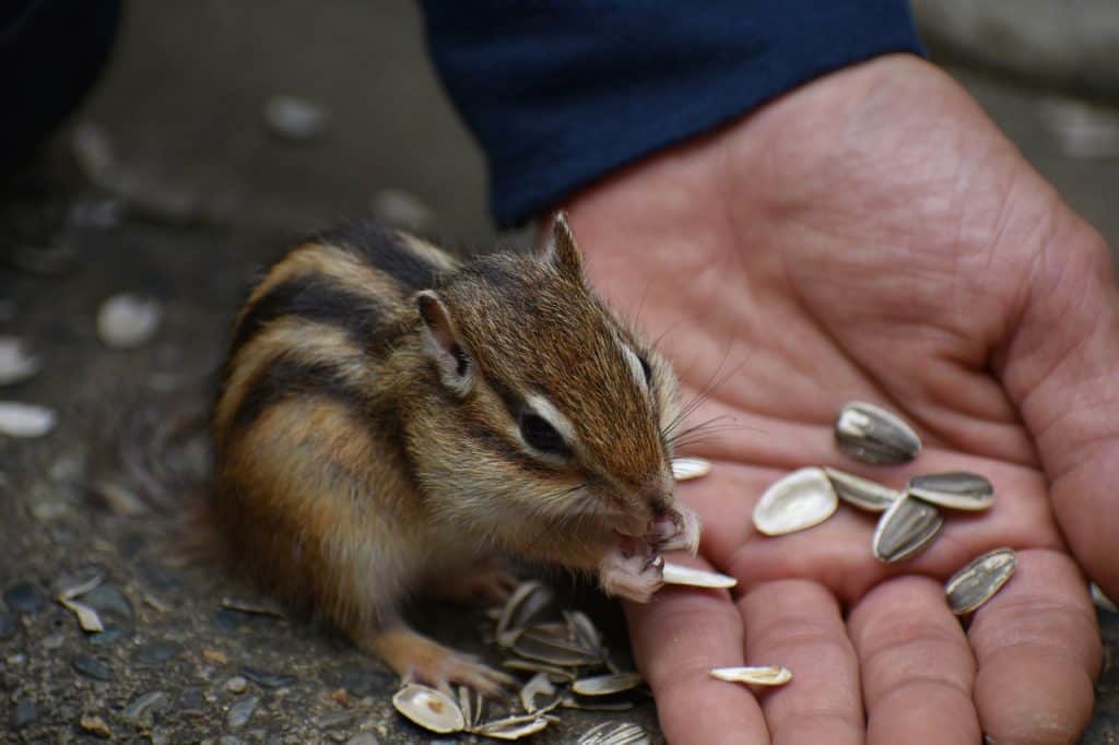 Chipmunk Facts: 40 Facts About These Cute Critters - Facts.net