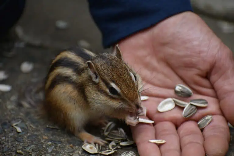 Chipmunk Facts: 40 Facts About These Cute Critters - Facts.net