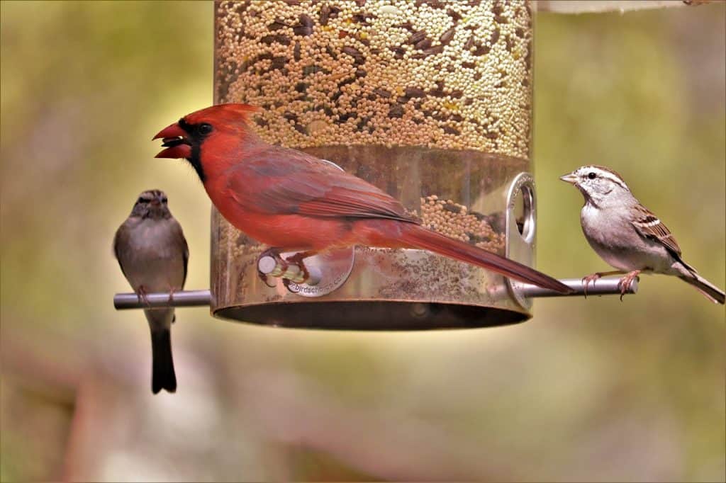30 Best Cardinal Bird Facts That Make You Sing - Facts.net