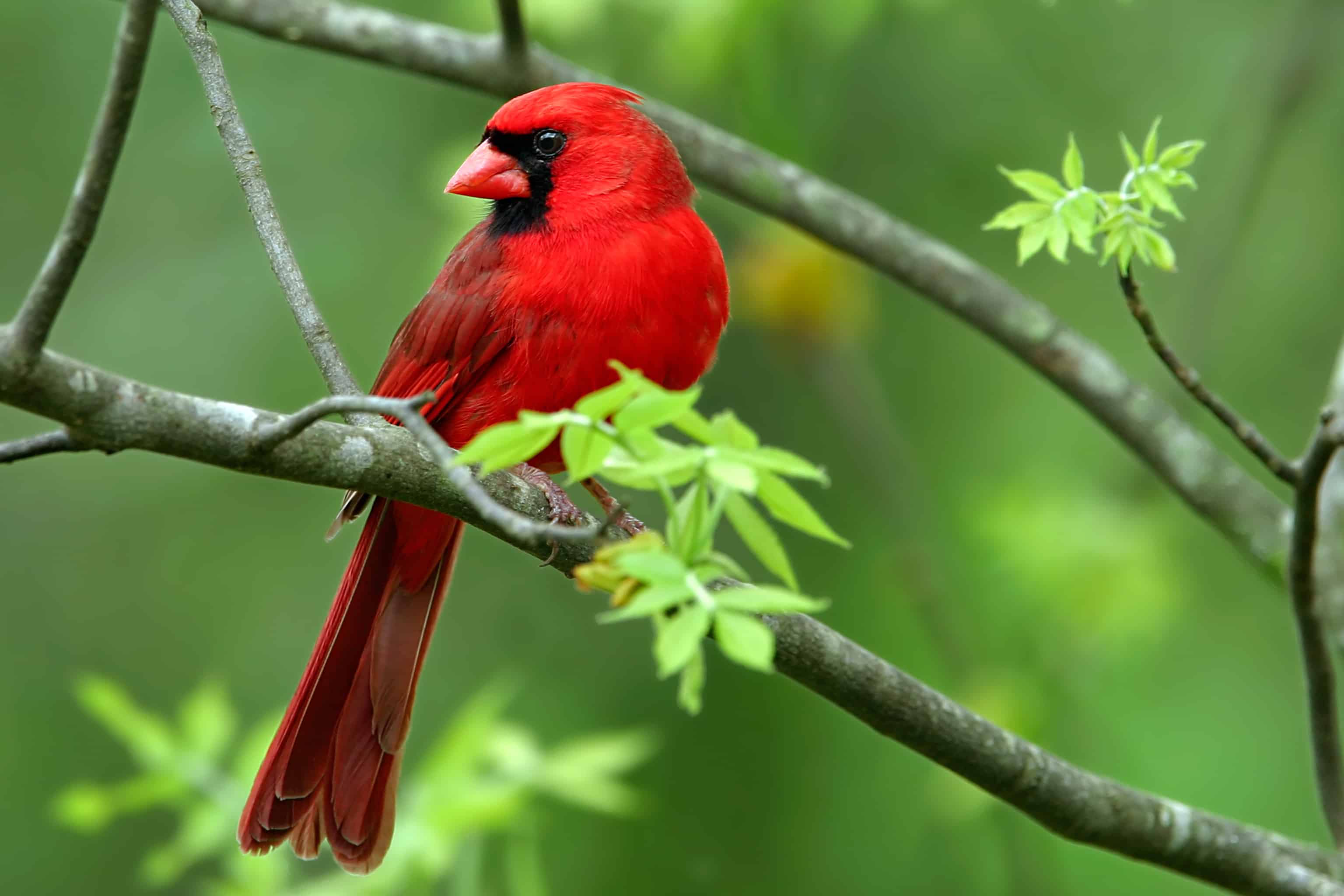 30 Best Cardinal Bird Facts That Make You Sing Facts 30 Best Cardinal Bird Facts That Make You Sing Facts