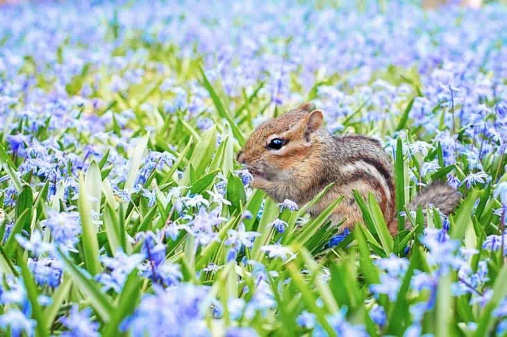 Chipmunk Facts: 40 Facts About These Cute Critters - Facts.net
