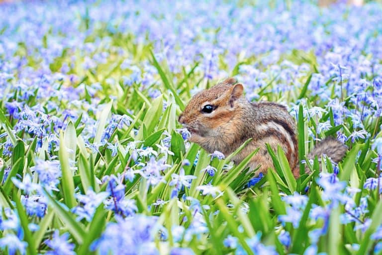 Chipmunk Facts: 40 Facts About These Cute Critters - Facts.net