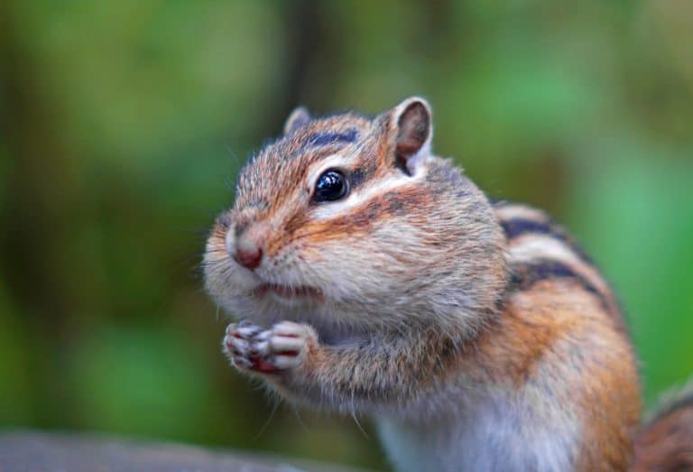 Chipmunk Facts: 40 Facts About These Cute Critters - Facts.net