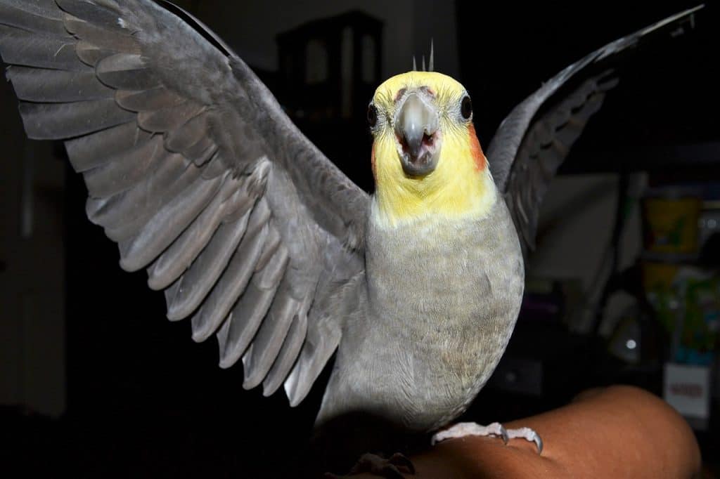 40 Cockatiel Facts: Sing Along With These Adorable Birds - Facts.net