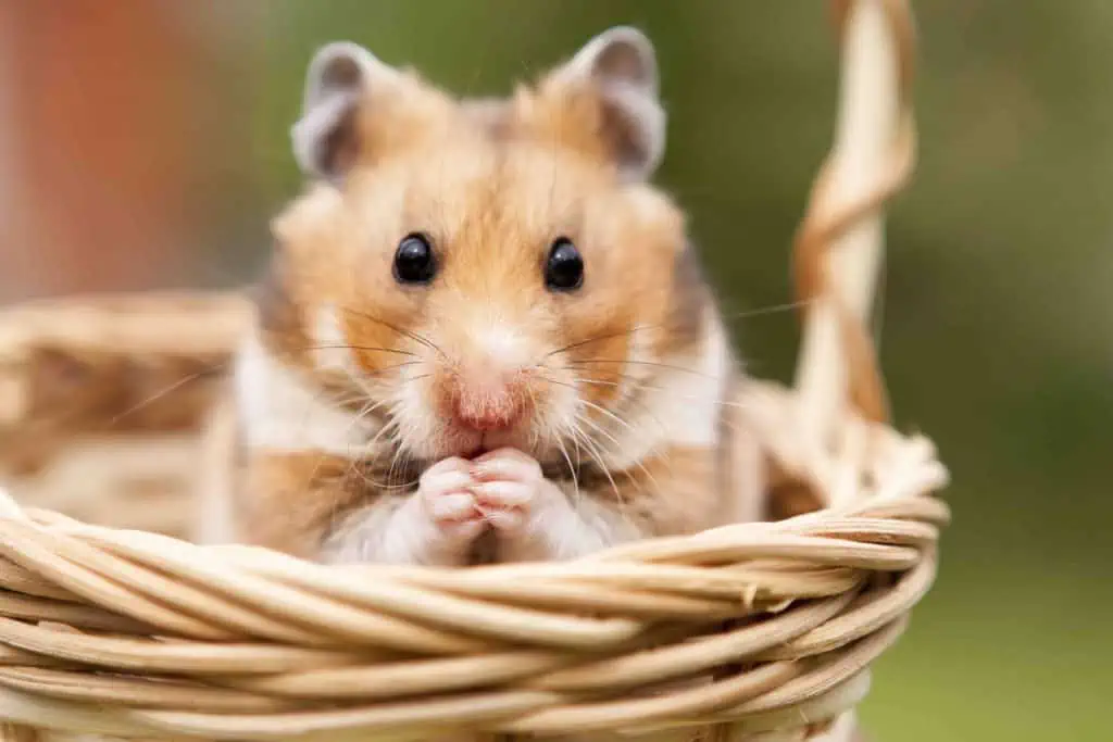 50 Unique Hamster Facts That Are Just So Adorable - Facts.net