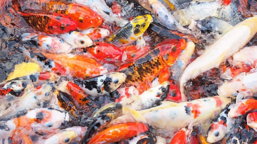 40 Koi Fish Facts You Have To Know About This Magical Carp - Facts.net