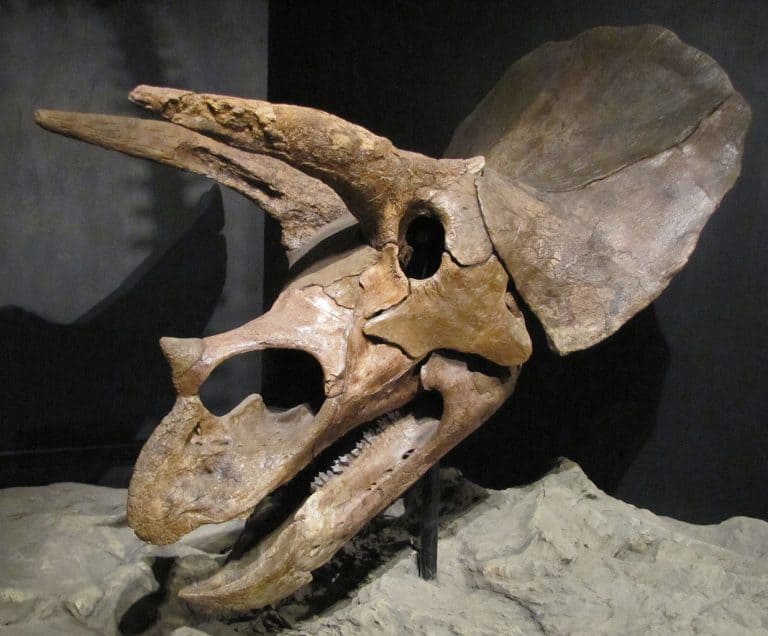 30 Triceratops Facts About The Three-Horned Dinosaur - Facts.net