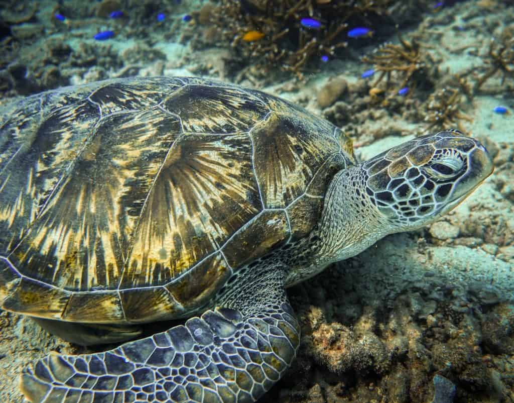 40 Sea Turtle Facts You Have To Know Now - Facts.net